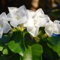 Rare Lechoso White Milky Way Tree Stemmadenia litoralis - 20 Seeds