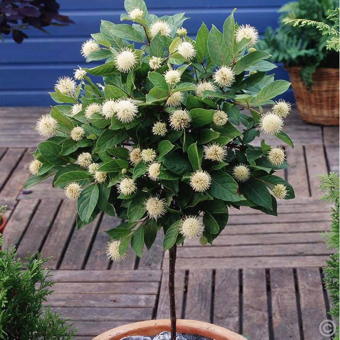 Bulk Button Willow White Buttonbush Cephalanthus occidentalis - 500 Seeds