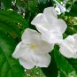 White Milky Way Tree Rare Lechoso Tabernaemontana litoralis - 20 Seeds