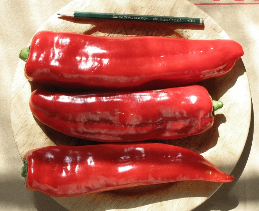 Giant Marconi Sweet Pepper Capsicum annuum - 30 Seeds