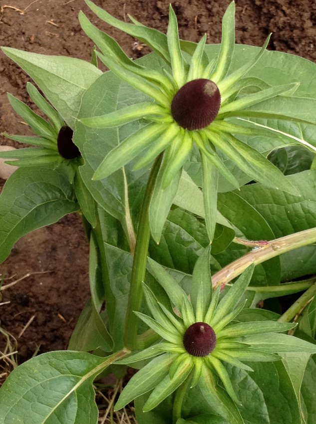 Green Wizard Rudbeckia Occidentalis - 20 Seeds