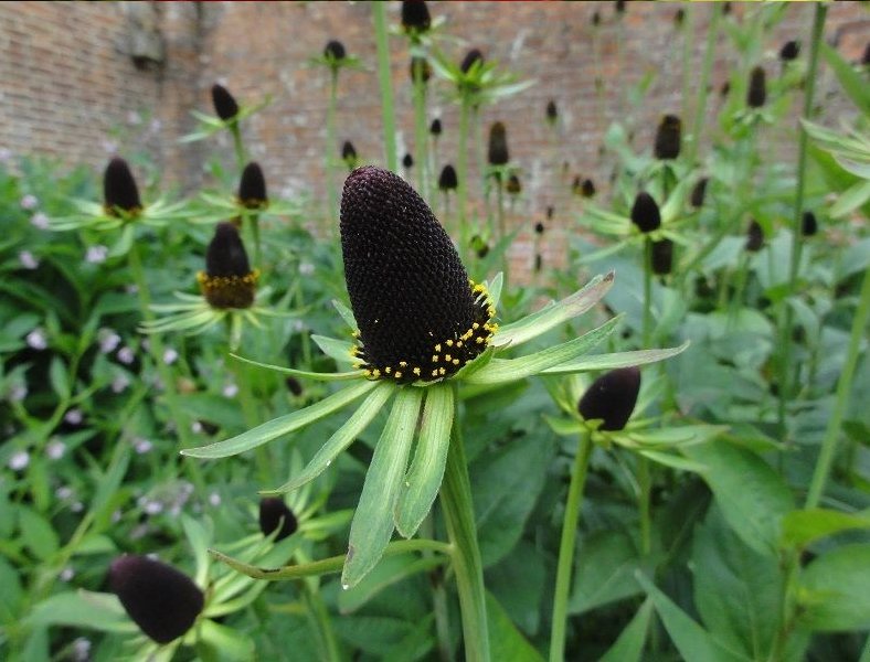 Green Wizard Rudbeckia Occidentalis - 20 Seeds