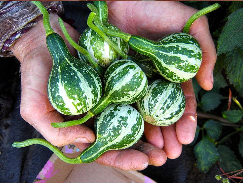 Fairy Garden Miniature Tennessee Dancing Gourd for Mini Bird House ...