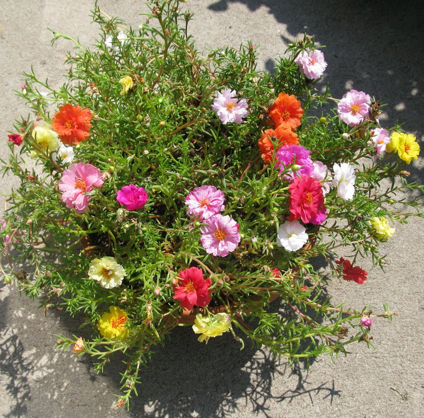 Fairy Garden Portulaca Moss Rose Portulaca grandiflora - 100 Seeds
