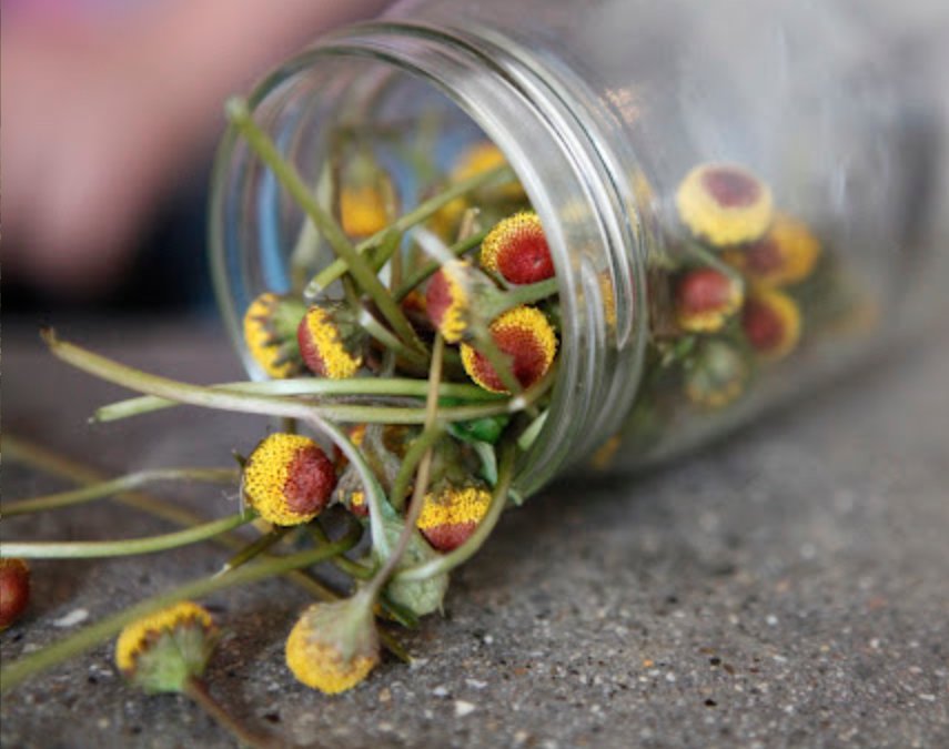 Organic Herb Toothache Plant Paracress Spilanthes Acmella oleracea - 40 ...