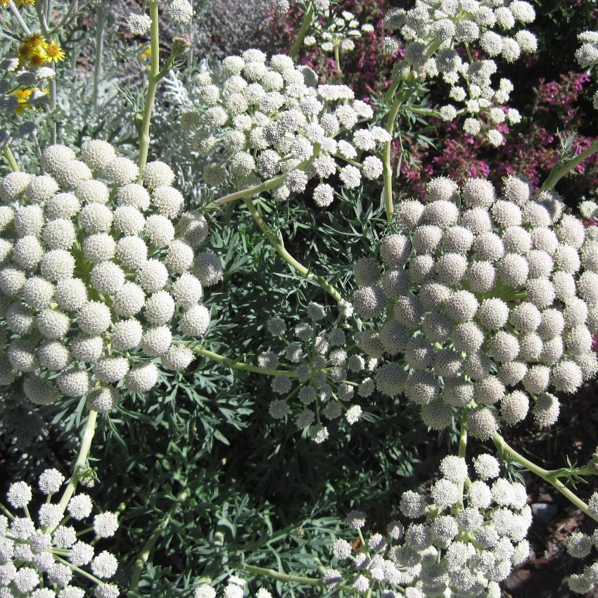 Rare Moon Carrot Seseli gummiferum - 20 Seeds