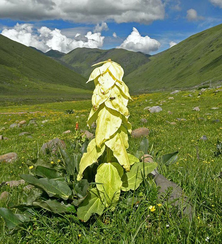 Bizarre Rare Himalayan Alexander's Rhubarb Rheum alexandrae - 10 Seeds