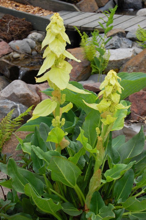 Bizarre Rare Himalayan Alexander's Rhubarb Rheum alexandrae - 10 Seeds