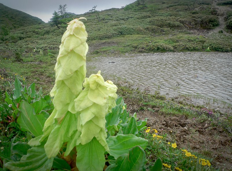 Bizarre Rare Himalayan Alexander's Rhubarb Rheum alexandrae - 10 Seeds