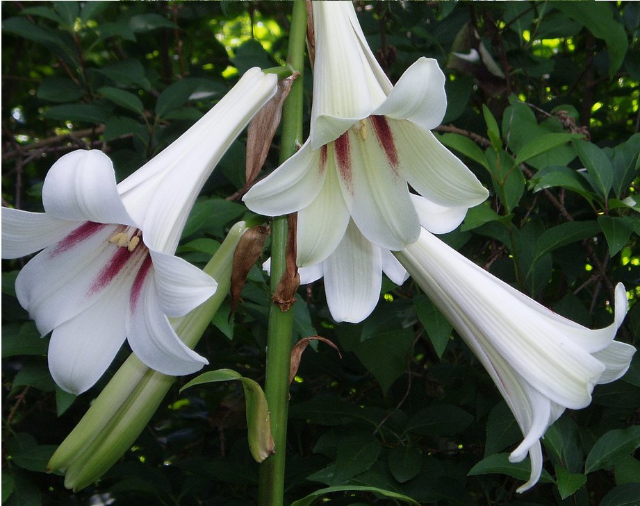 'Queen of the Garden' Giant Himalayan Tree Lily Cardiocrinum giganteum ...