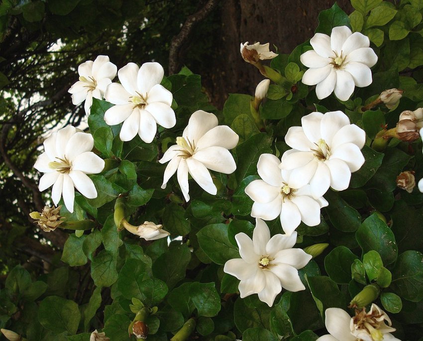 Rare Wild Starry Gardenia Gardenia thunbergia - 15 Seeds