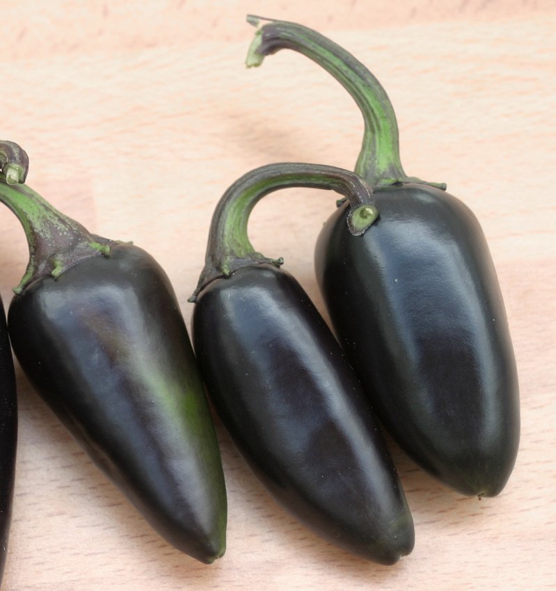 Goth Garden Heirloom Black Hungarian Chili Pepper Capsicum annuum - 25 ...