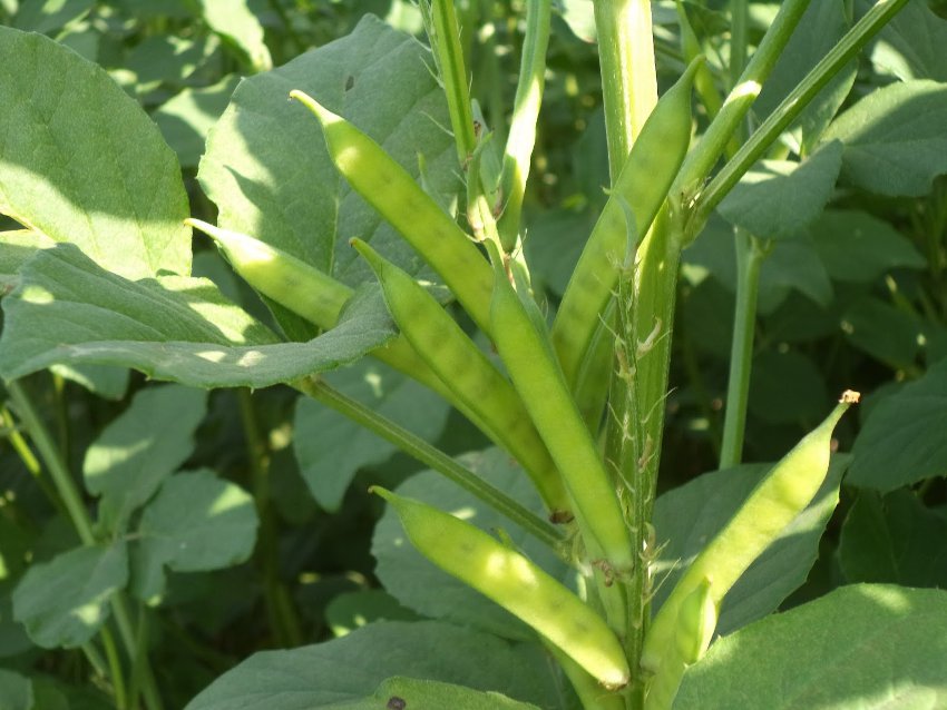 Rare Cluster Bean Guar Cyamopsis tetragonolobus - 15 Seeds
