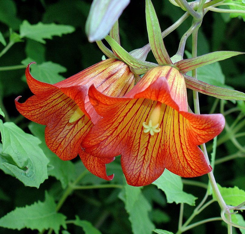 Canary Bell Flower Canarina Canariensis Extremely RARE - 15 Seeds