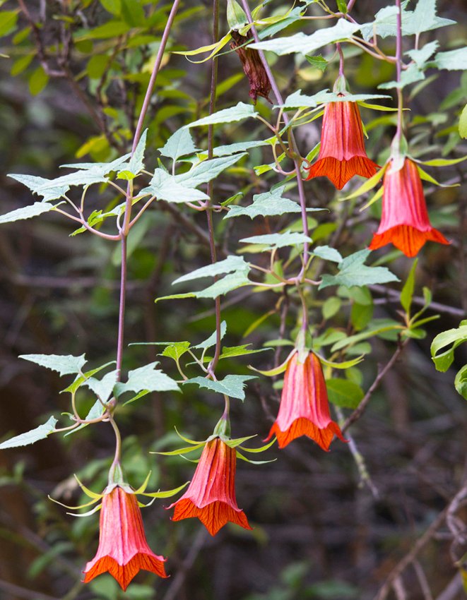 Canary Bell Flower Canarina Canariensis Extremely RARE - 15 Seeds