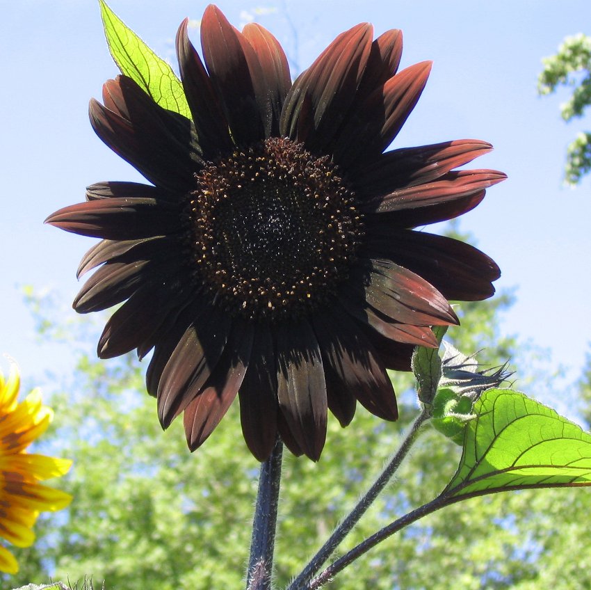 Unique Almost Black Sunflower Black Beauty Helianthus annuus - 20 Seeds