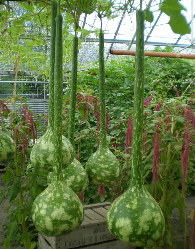 Long Handle Dipper Gourd Lagenaria siceraria - 8 Seeds