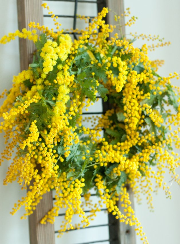 Unusual Yellow Mimosa Silver Wattle Acacia dealbata - 15 Seeds