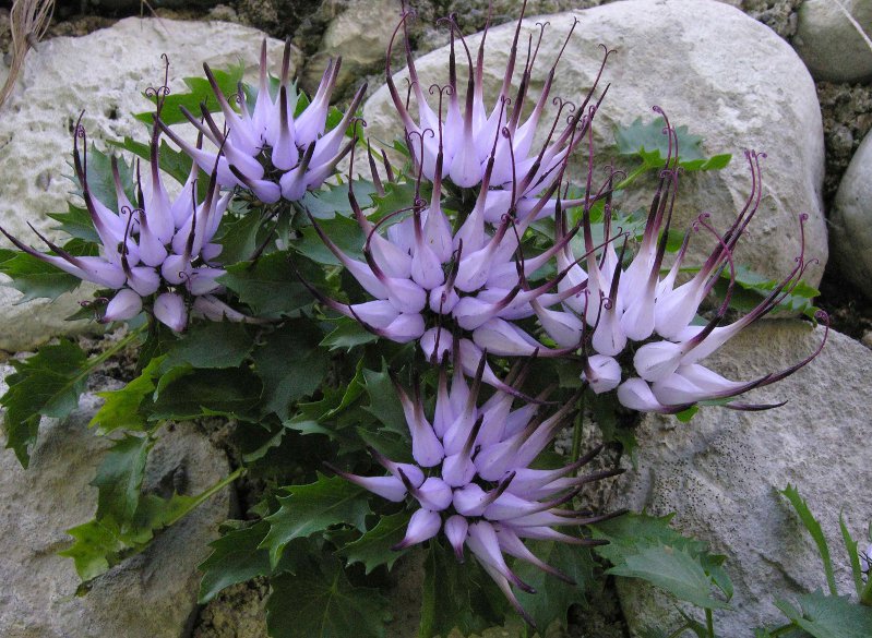 Rare Devil's Claw Tufted Horned Rampion Physoplexis comosa - 15 Seeds