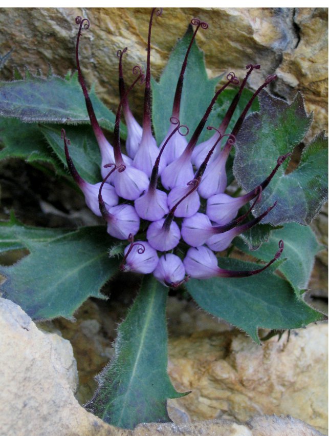 Rare Devil's Claw Tufted Horned Rampion Physoplexis comosa - 15 Seeds