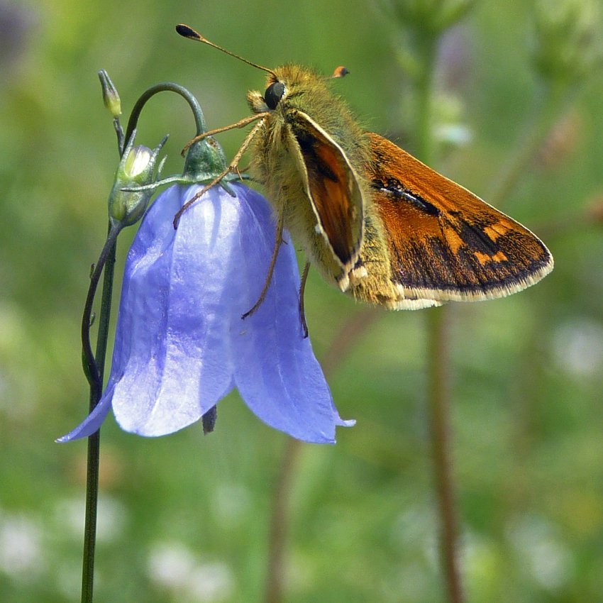 True Scottish Wild Bluebell Harebell Campanula rotundifolia - 50 Seeds