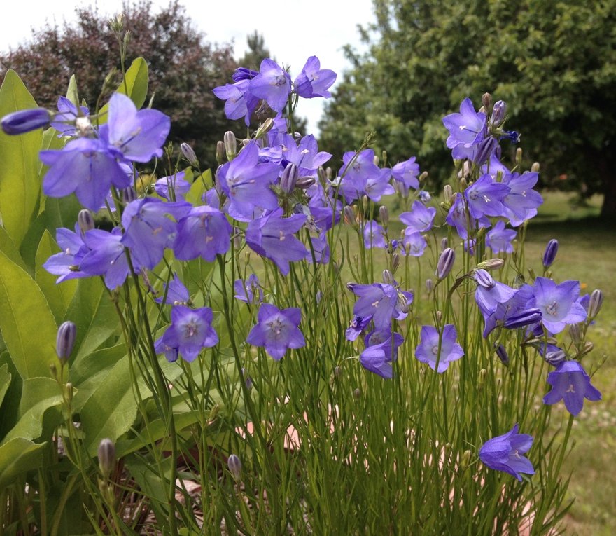 True Scottish Wild Bluebell Harebell Campanula rotundifolia - 50 Seeds