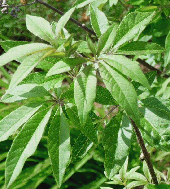 Blue Vitex Chasteberry Tree Vitex agnus-castus - 15 Seeds