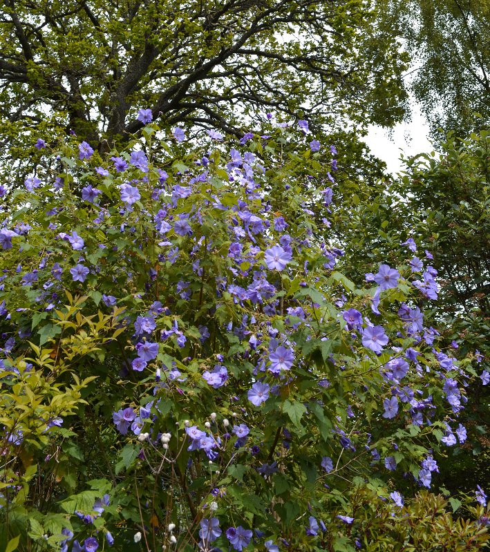Unusual Blue Flowering Maple Abutilon vitifolium - 15 Seeds
