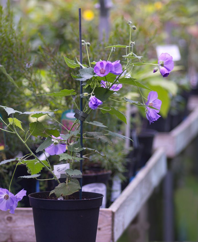 Unusual Blue Flowering Maple Abutilon vitifolium - 15 Seeds