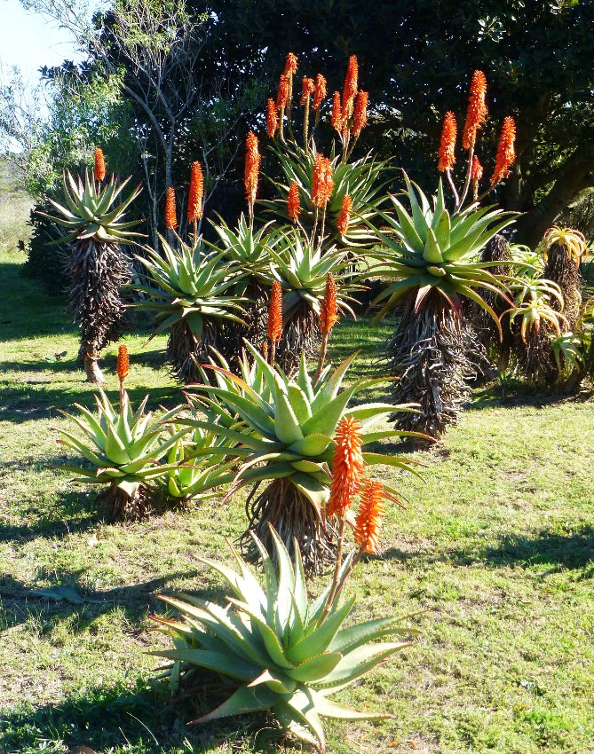 African Red Cape Aloe Aloe ferox candelabrum - 15 Seeds