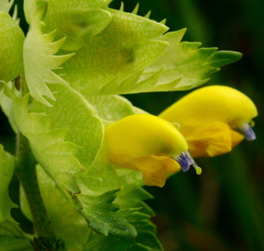 Rare Little Yellow Rattle Rhinanthus minor - 25 Seeds