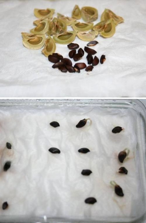 Rare Amla Indian Gooseberry Nelli Phyllanthus emblica Emblica ...