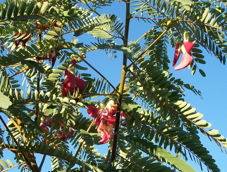Red Hummingbird Tree Sesbania Grandiflora – 10 Seeds