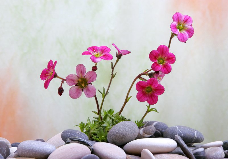 Rock Breaker Mossy Rockfoil Pink Shades Saxifraga x arendsii - 50 Seeds