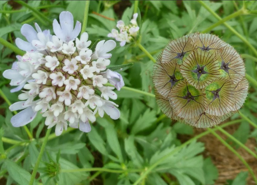 Unusual Paper Moon Scabiosa stellata - 40 Seeds