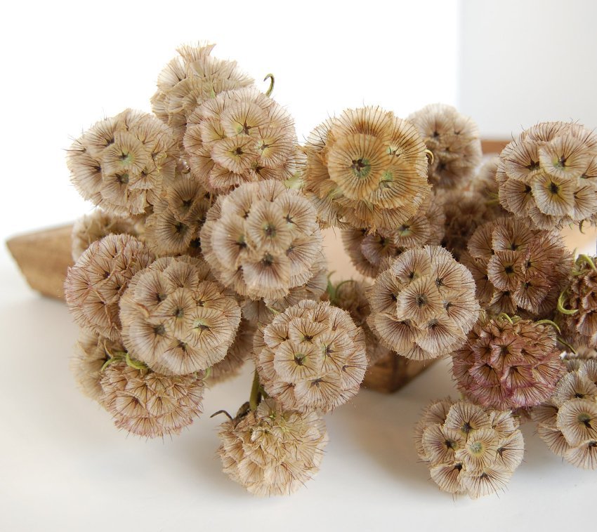 Unusual Paper Moon Scabiosa stellata - 40 Seeds