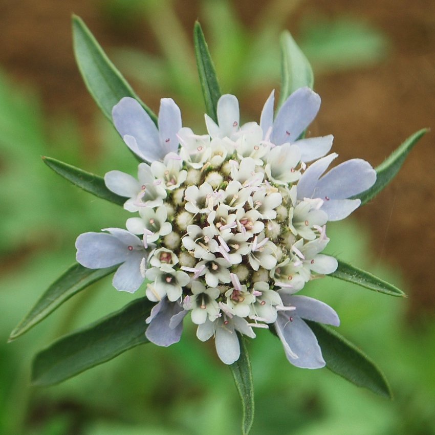 Unusual Paper Moon Scabiosa stellata - 40 Seeds