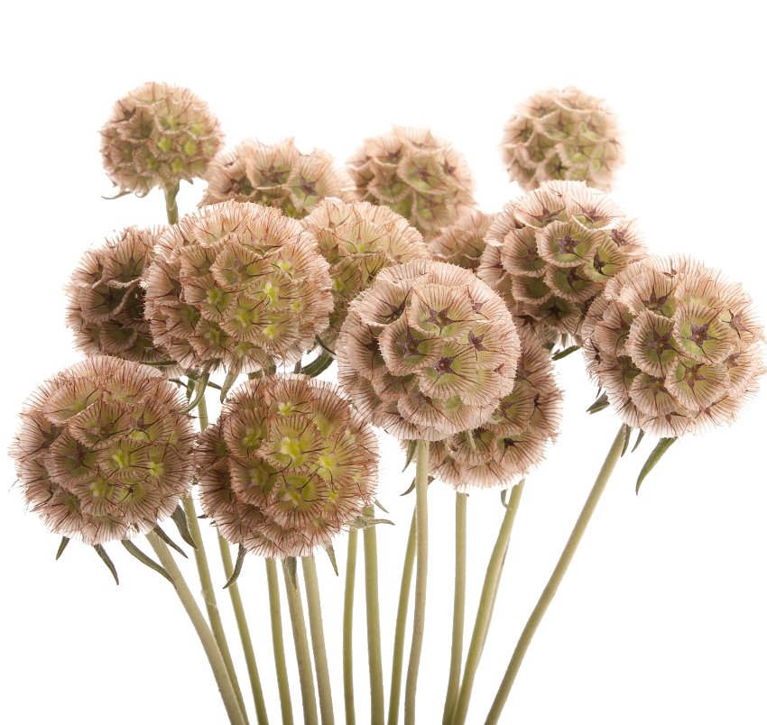 Unusual Paper Moon Scabiosa stellata - 40 Seeds