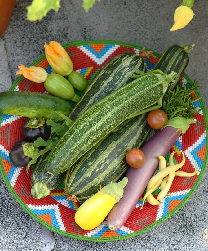 Organic Heirloom Zucchini Cocozelle di Tripolis Summer Squash Cucurbita ...