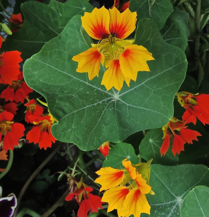 Unusual Nasturtium Phoenix Tropaeolum minus - 12 Seeds