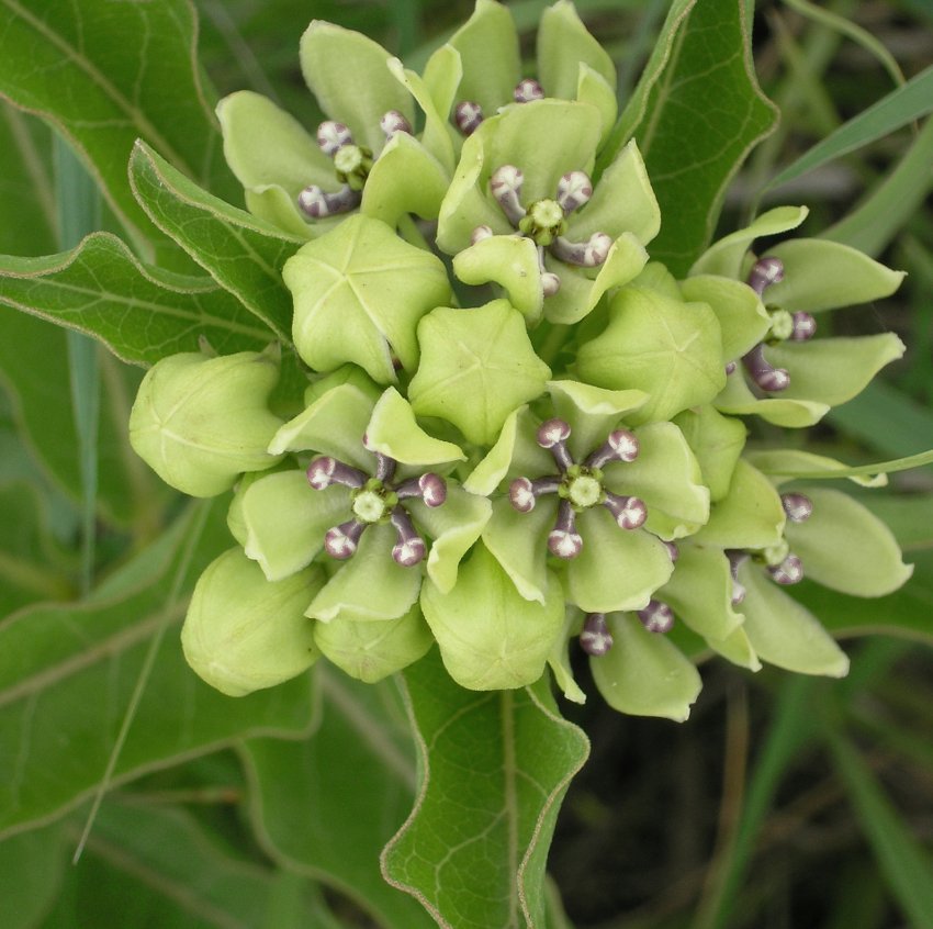 Green Antelopehorn Butterfly Milkweed Asclepias viridis - 20 Seeds