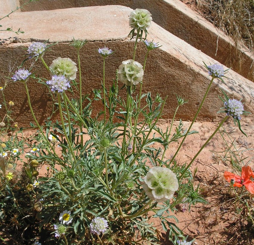 Unusual Paper Moon Scabiosa stellata - 40 Seeds