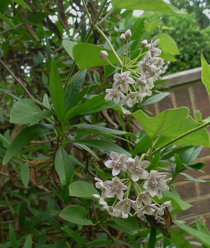 Rare Tropical Rosy Milkweed Vine Wattakaka sinensis - 8 Seeds