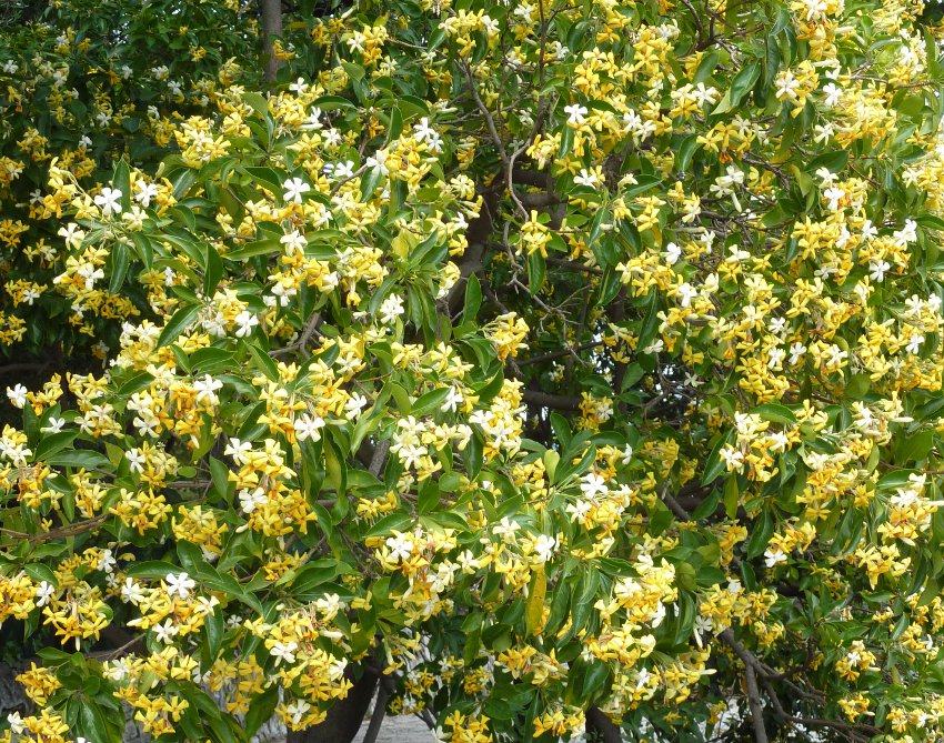 Rare Sweetshade Australian Frangipani Hymenosporum Flavum - 8 Seeds