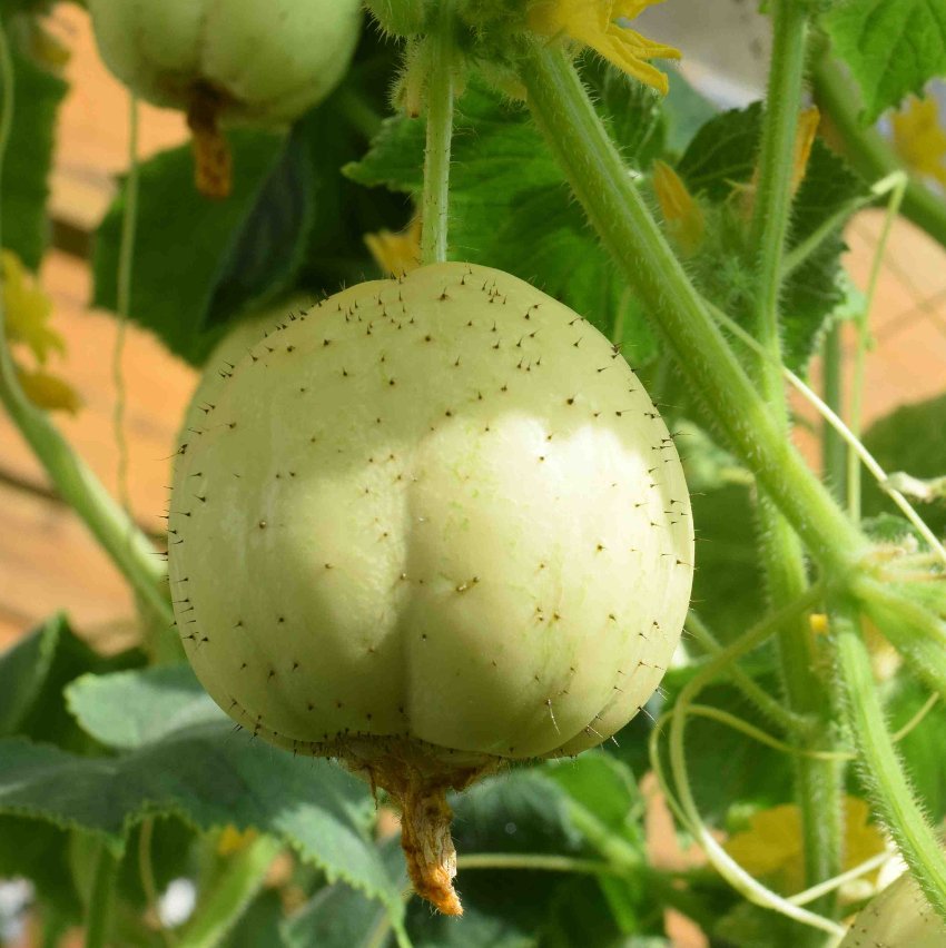 Organic Heirloom Crystal Apple Cucumber Cucumis sativus - 20 Seeds