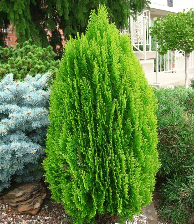 Conifer Chinese Arborvitae Platycladus Thuja orientalis - 25 Seeds