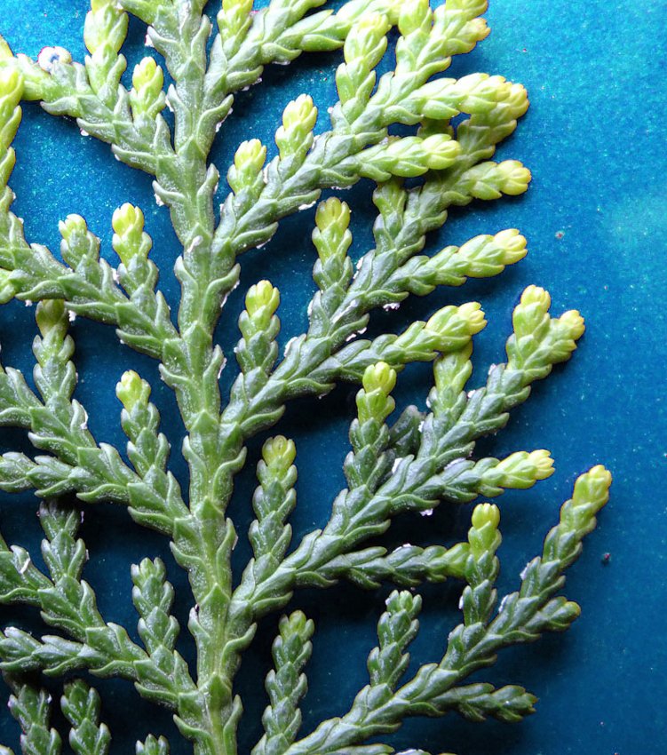 Conifer Chinese Arborvitae Platycladus Thuja orientalis - 25 Seeds