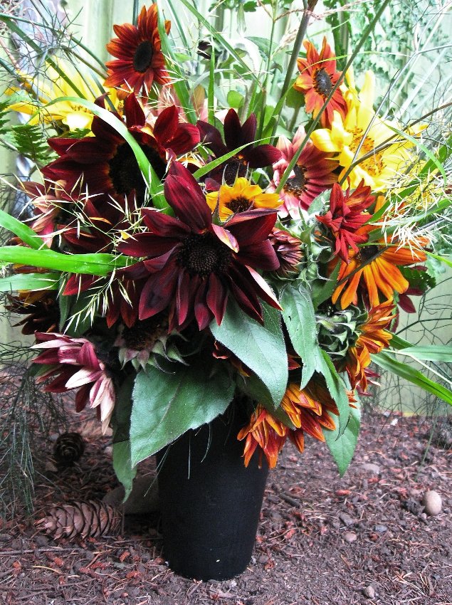 Rare Sunflower Red Wave Helianthus annuus - 20 Seeds