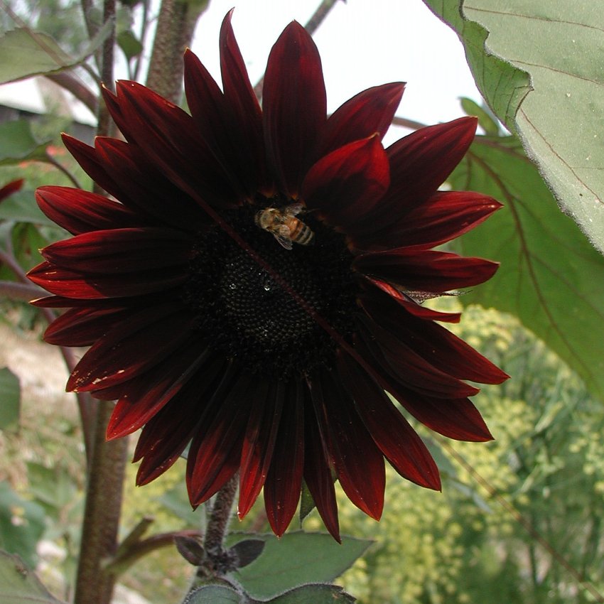 Elegant Maroon Sunflower Helianthus annuus - 40 Seeds