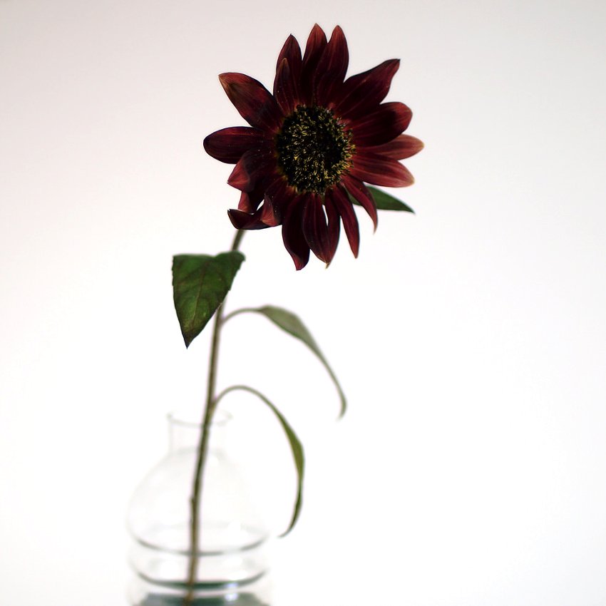 Elegant Maroon Sunflower Helianthus annuus - 40 Seeds